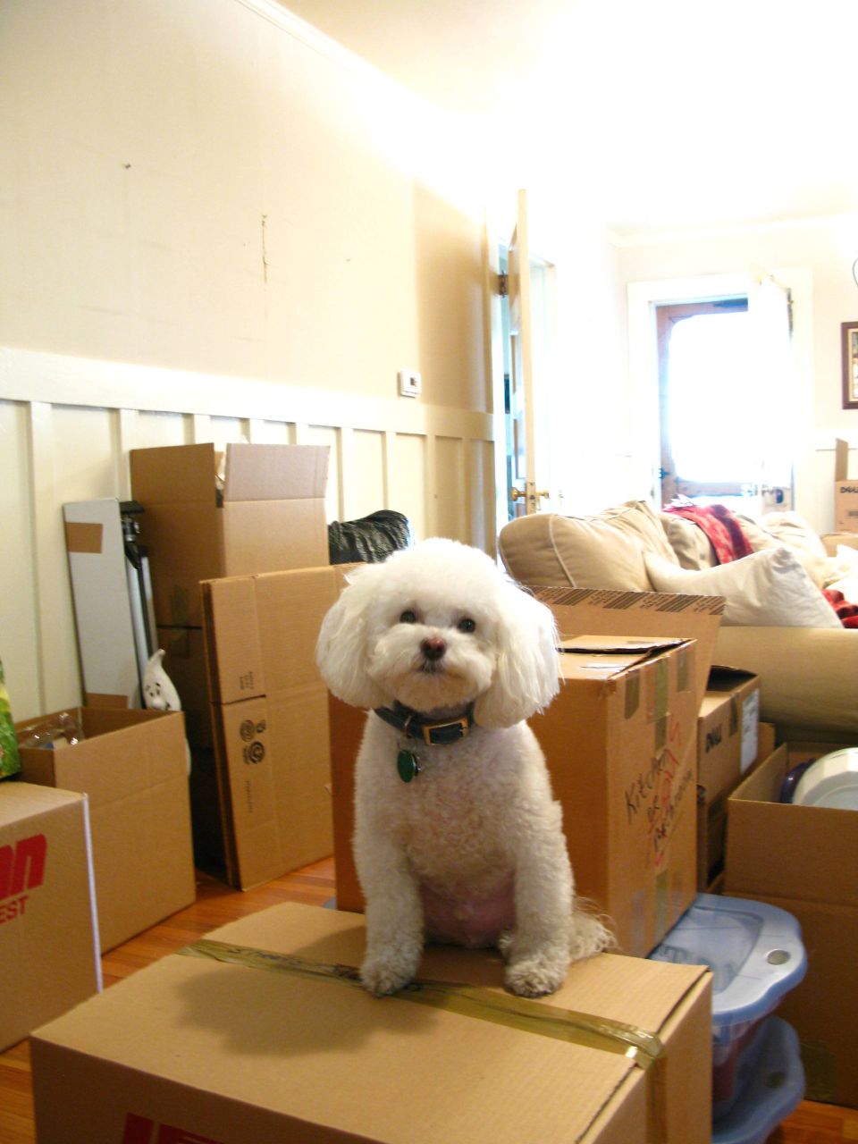 Plan on Moving Soon? Expert Moving Tips for a Smooth Transition | Piper ...